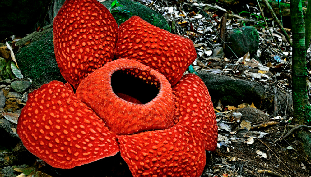 La flor más grande del mundo: hallaron una Rafflesia de más de un metro ...