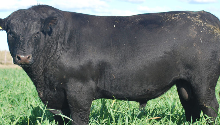 Angus Argentina trabajará en el mejoramiento de la raza en España ...