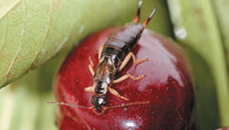 Cómo es el manejo y el control de la tijereta, una plaga que afecta a ...